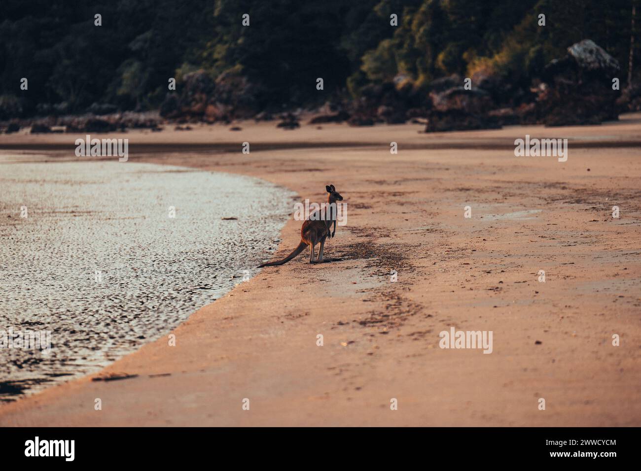 Kangaroo Wallaby at the beach during sunrise in cape hillsborough ...