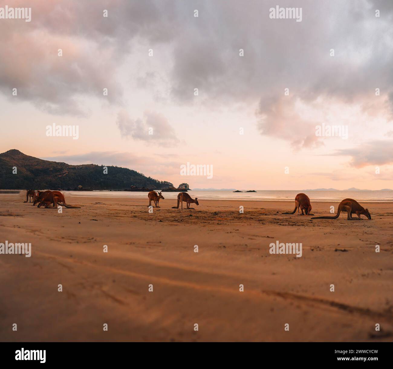 Kangaroo Wallaby at the beach during sunrise in cape hillsborough ...