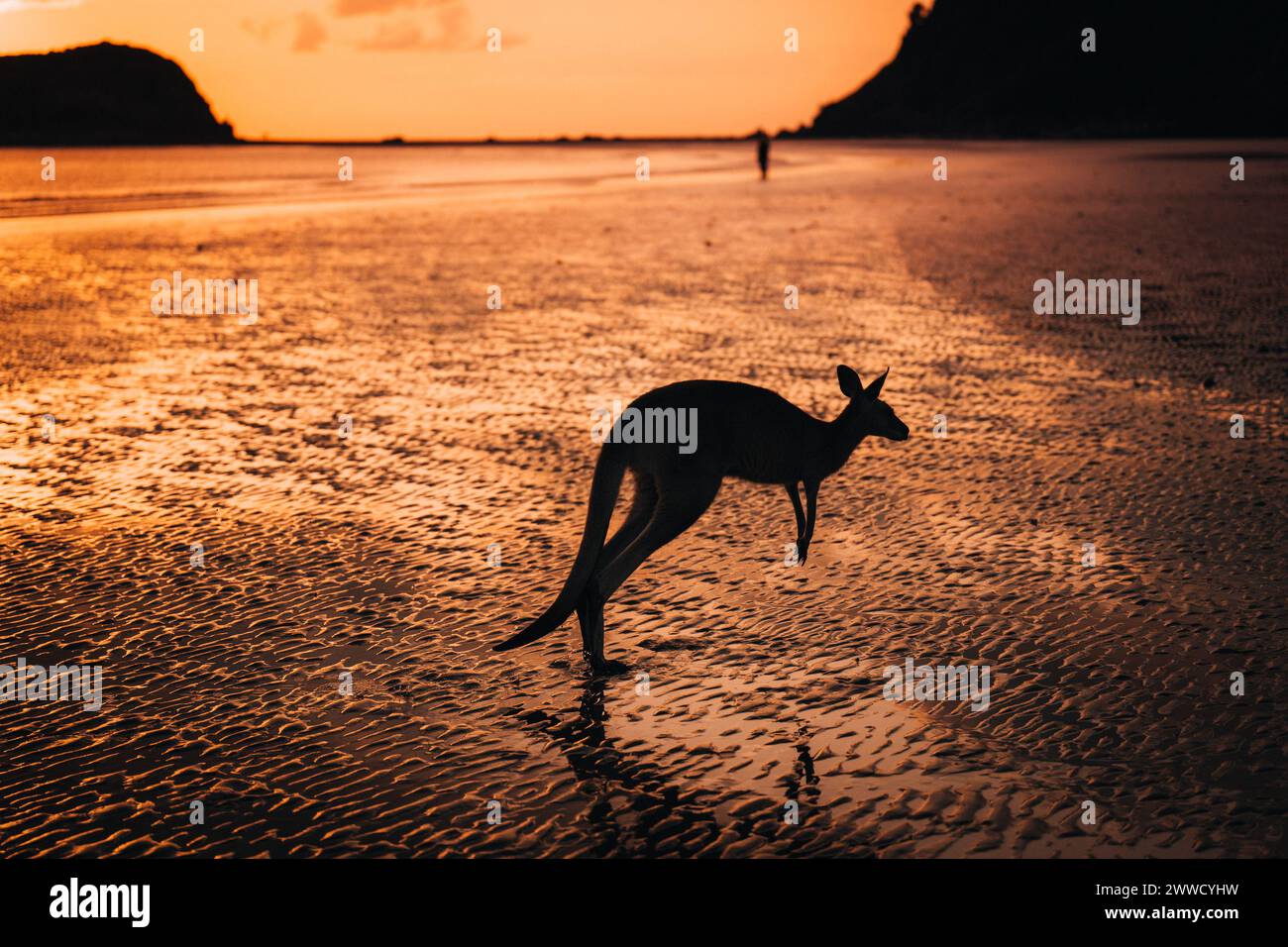 Kangaroo Wallaby at the beach during sunrise in cape hillsborough ...