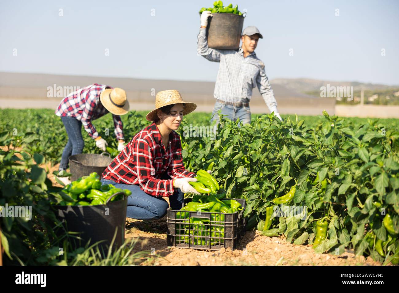 Woman picking green pepper on field Stock Photo - Alamy
