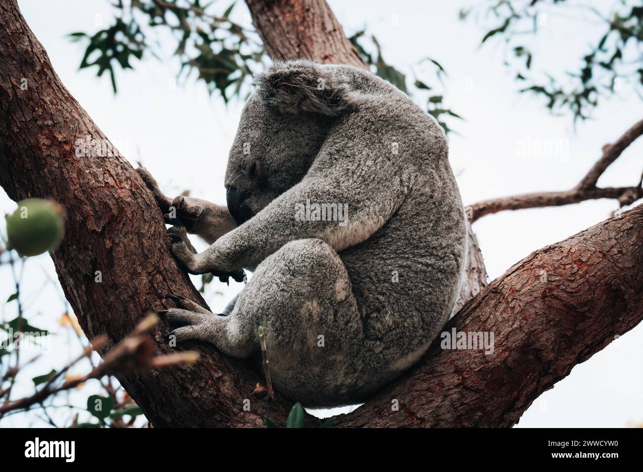 Koala on the smooth bark of a big branch under the leaves of a ...