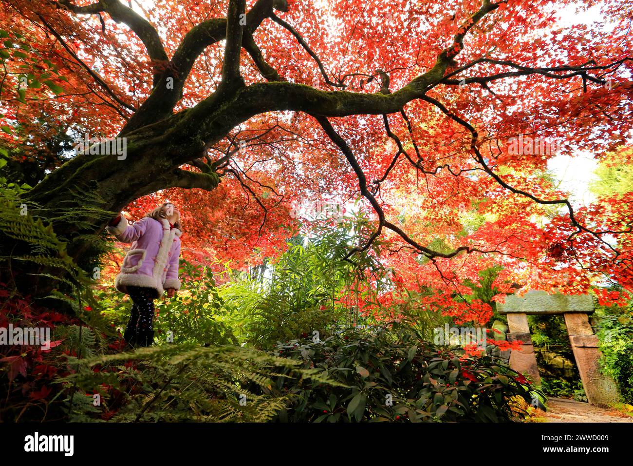 04/11/13 Hannah Bee, 4, marvels at the Japanese Maples, also known as ...