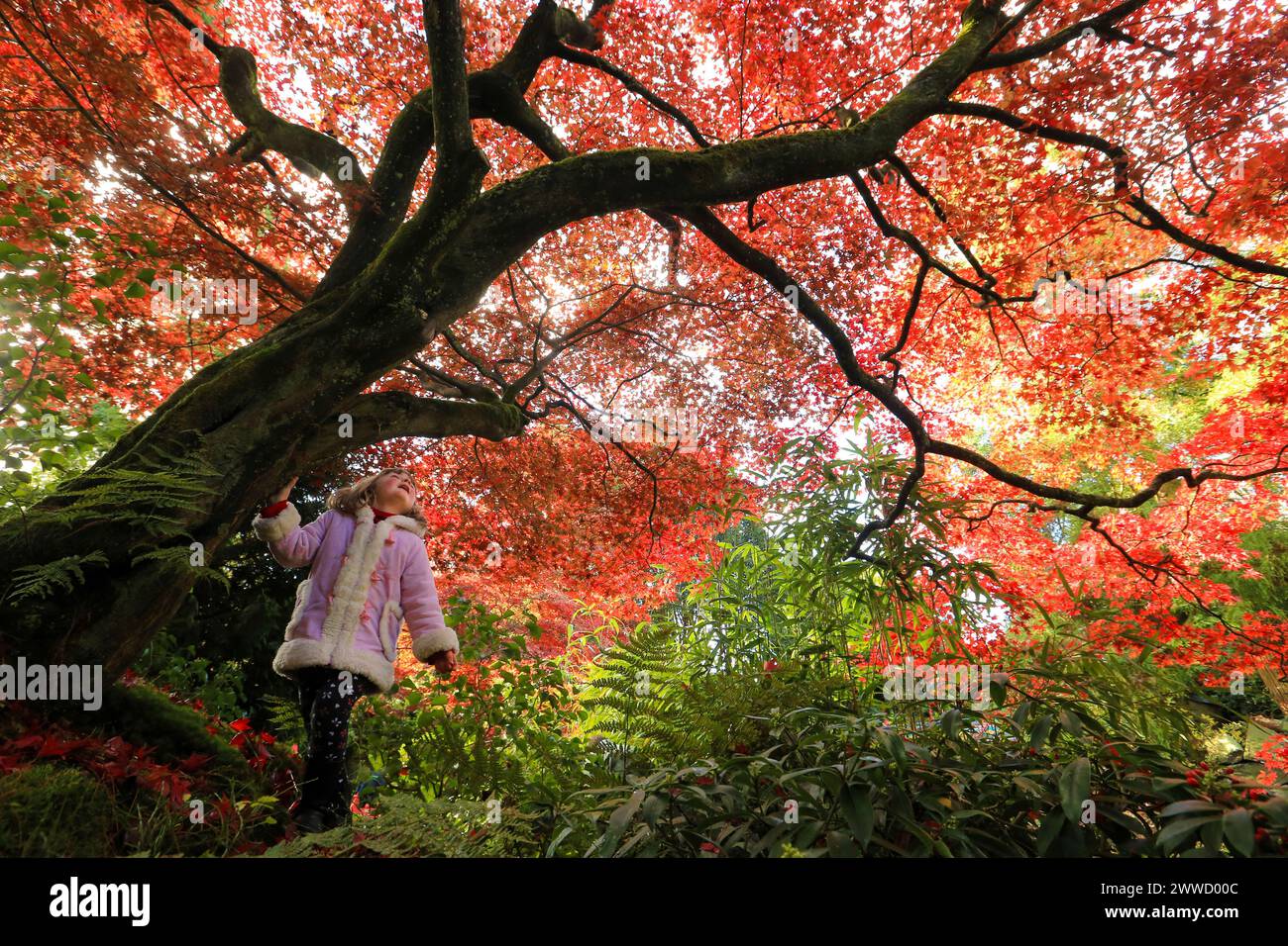 04/11/13 Hannah Bee, 4, marvels at the Japanese Maples, also known as ...