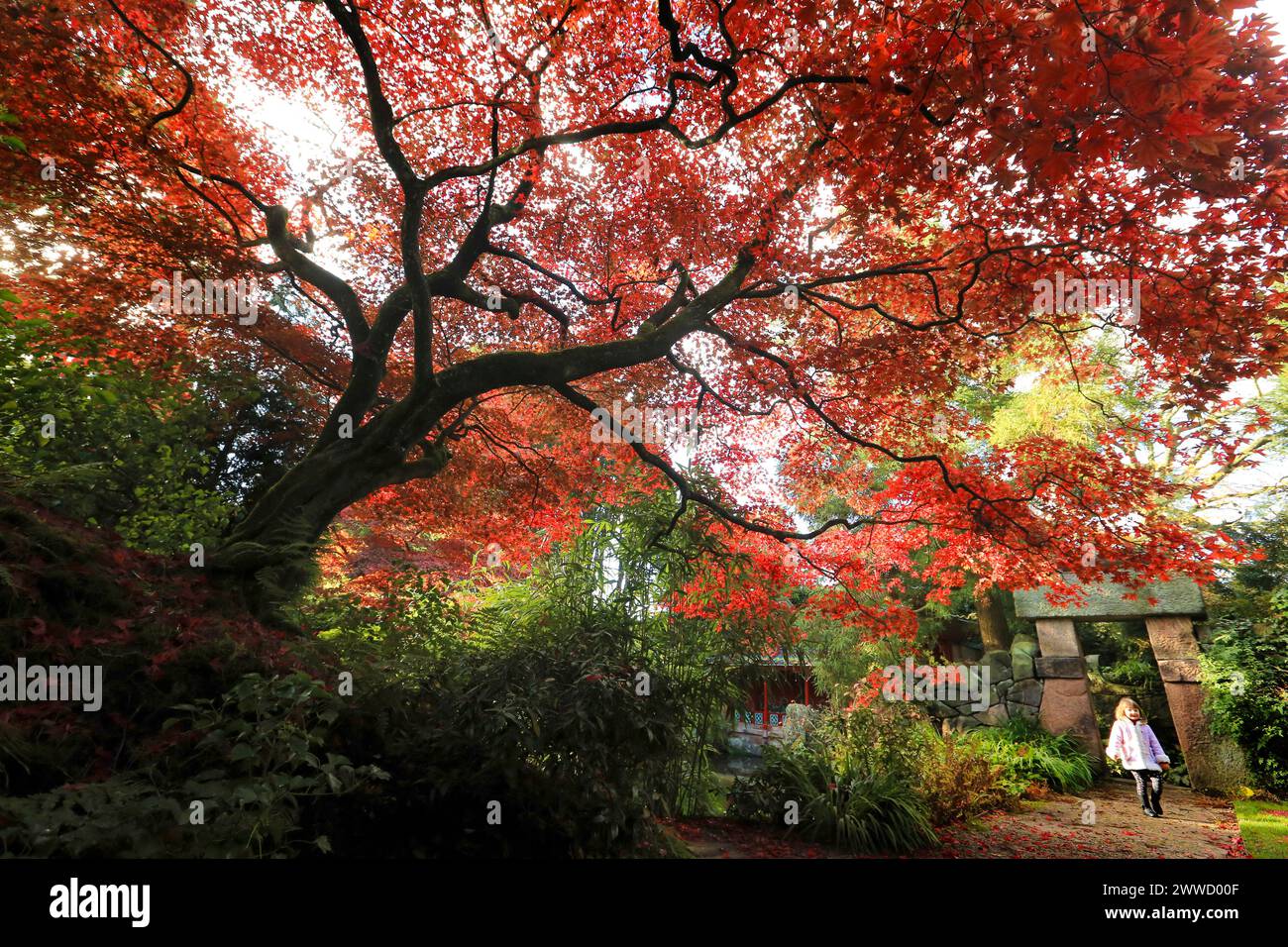 04/11/13 Hannah Bee, 4, marvels at the Japanese Maples, also known as ...