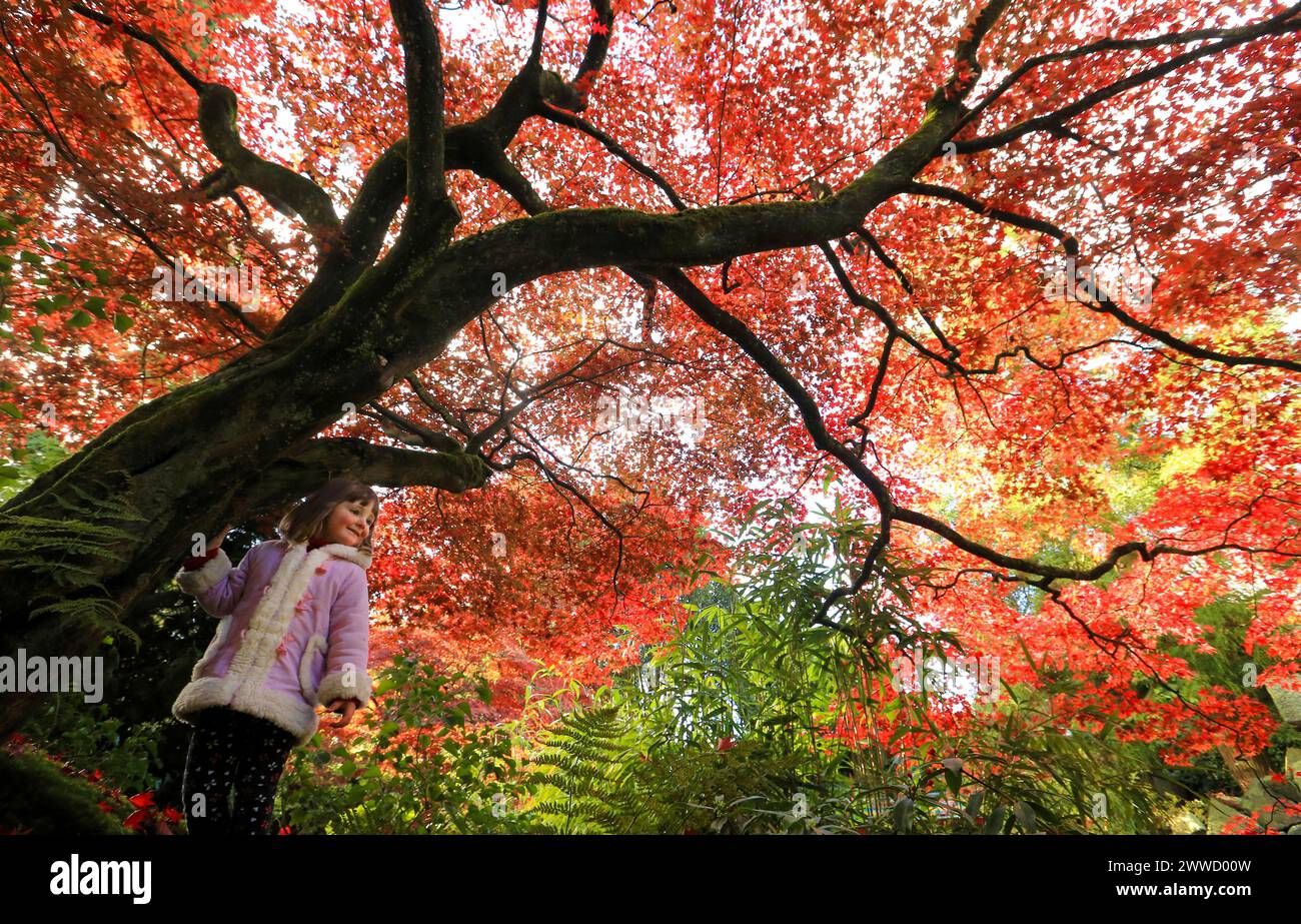 04/11/13 Hannah Bee, 4, marvels at the Japanese Maples, also known as ...