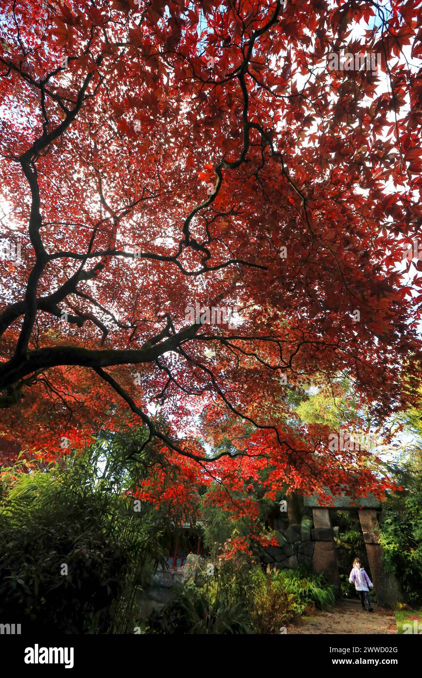 04/11/13 Hannah Bee, 4, marvels at the Japanese Maples, also known as ...