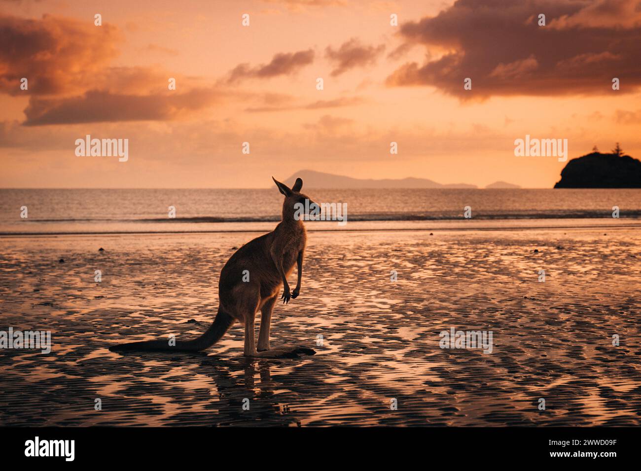 Kangaroo Wallaby at the beach during sunrise in cape hillsborough ...