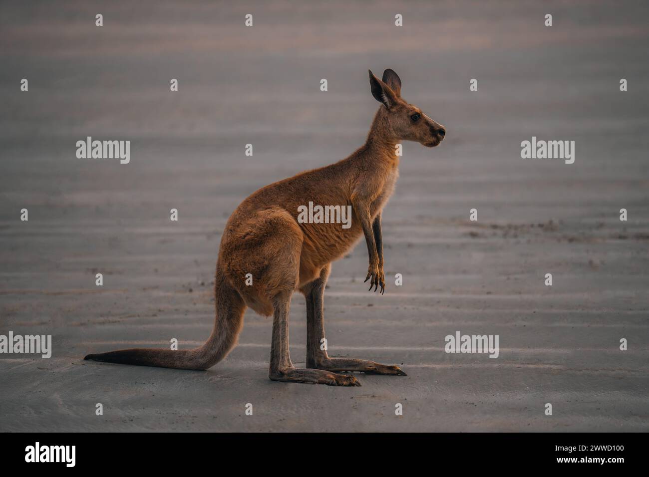 Kangaroo Wallaby at the beach during sunrise in cape hillsborough ...