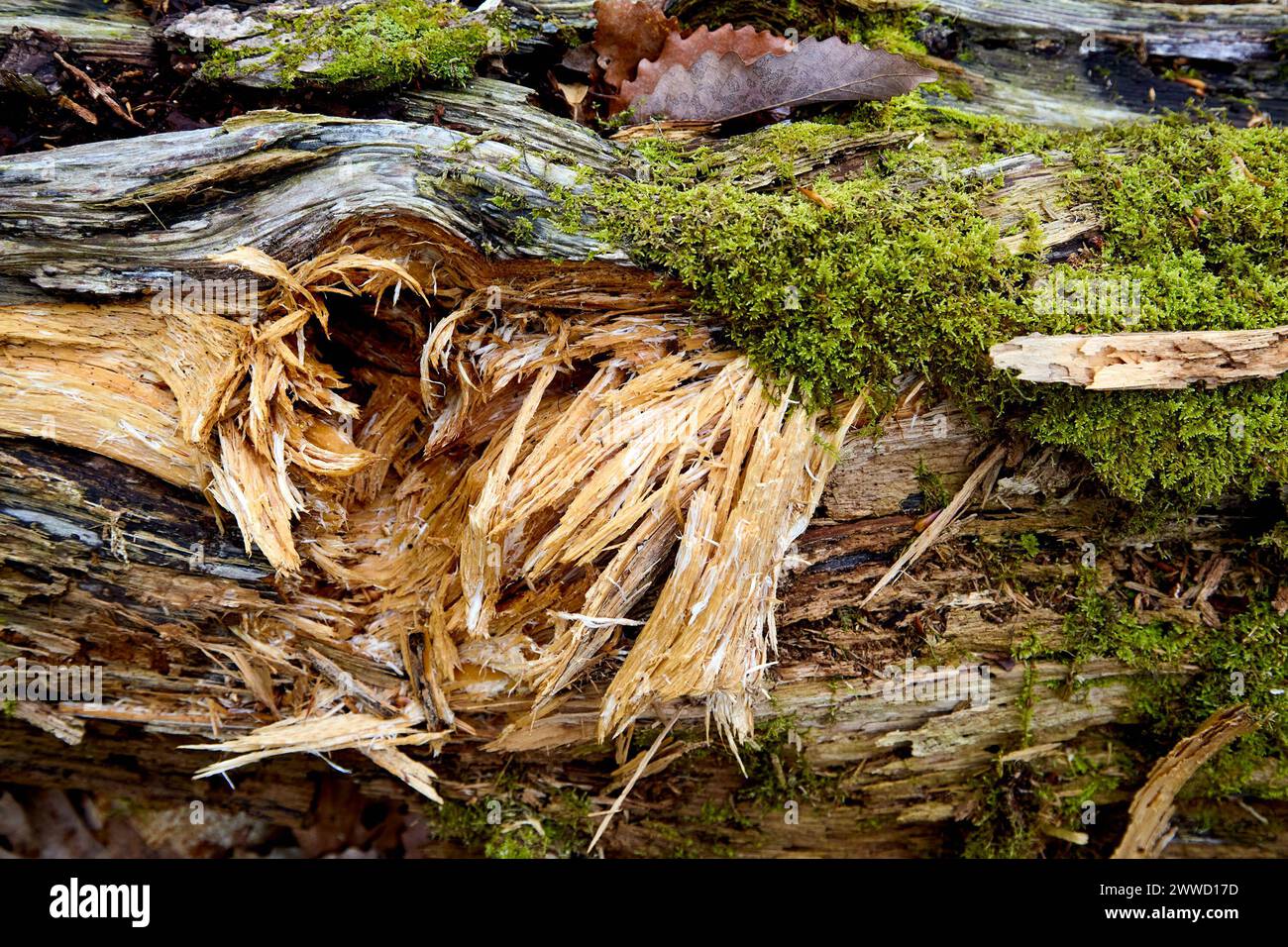 Splintered and Decaying Log with Moss Stock Photo - Alamy