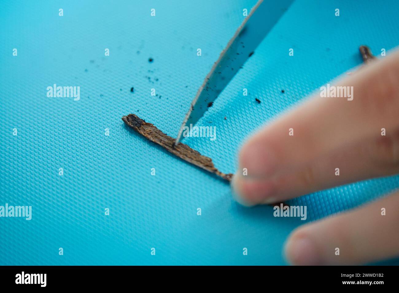 Hand scraping hi-res stock photography and images - Alamy