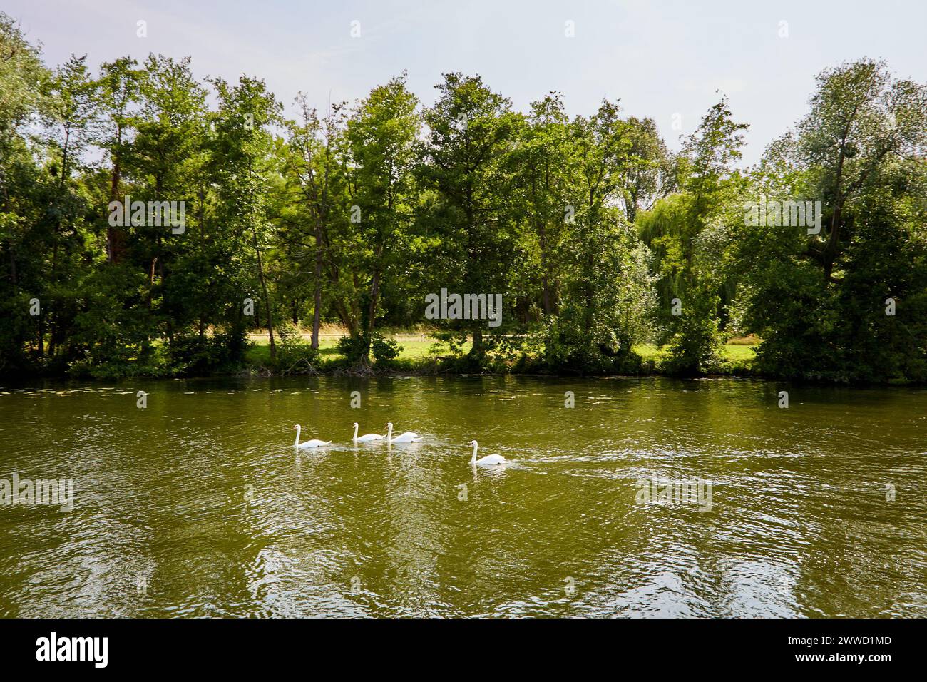 Group of Four Swans Swimming in a River Stock Photo - Alamy