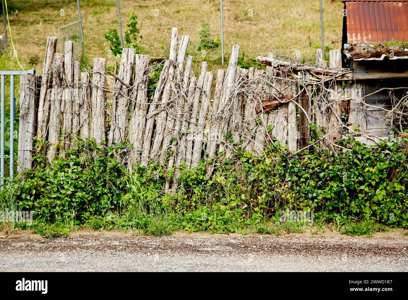Old Wooden Fence made of Sticks, Covered with Vines Stock Photo - Alamy