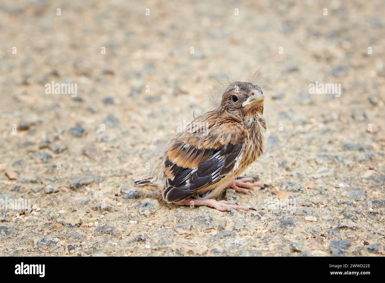 Small Lost Bird on the Ground Stock Photo - Alamy