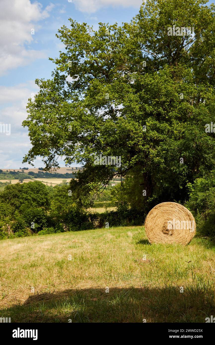 Single Roll of Hay in Front of a Tree Stock Photo - Alamy