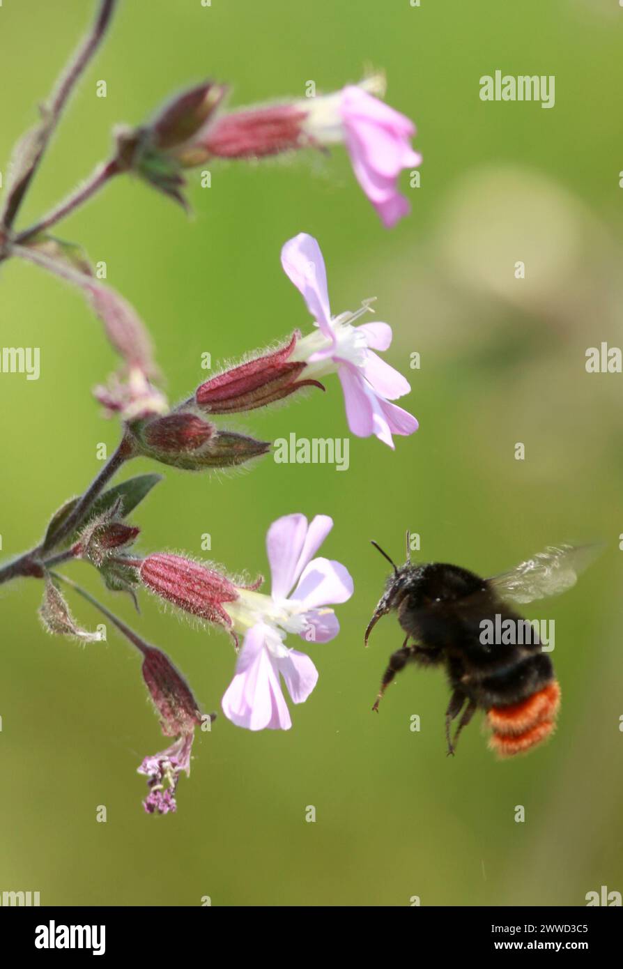 ***FREE PHOTO FOR EDITORIAL USE*** Previously unreleased file photo ...