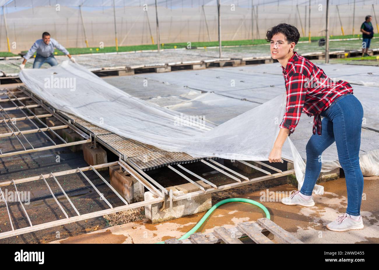Focus on woman. Workers covers ground with plastic wrap to protect ...