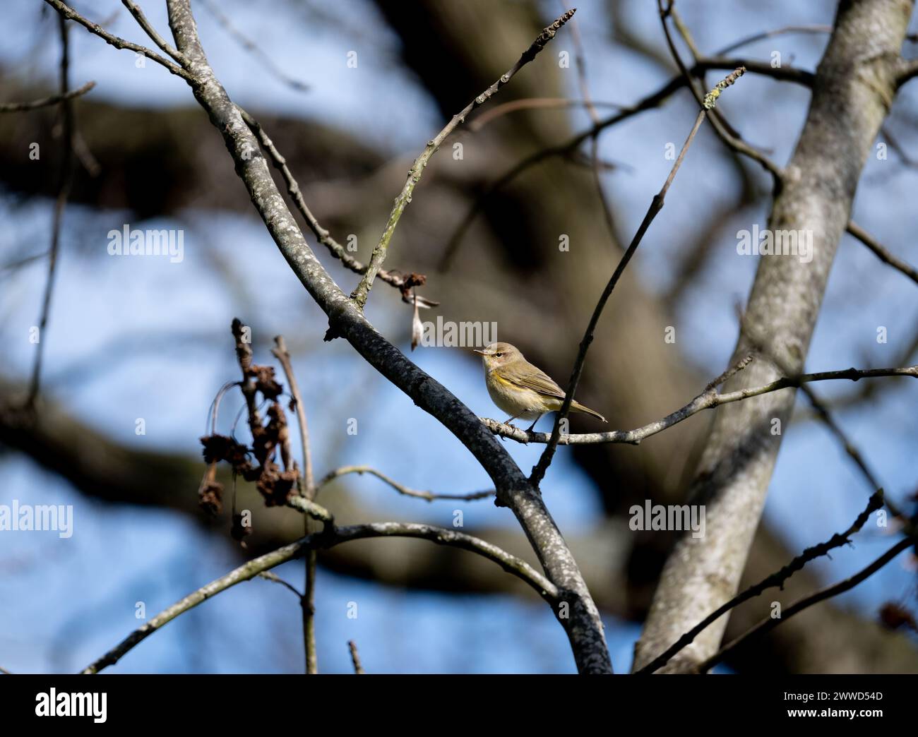 Chiffchaff, Phylloscopus collybita, Warwickshire, UK Stock Photo - Alamy