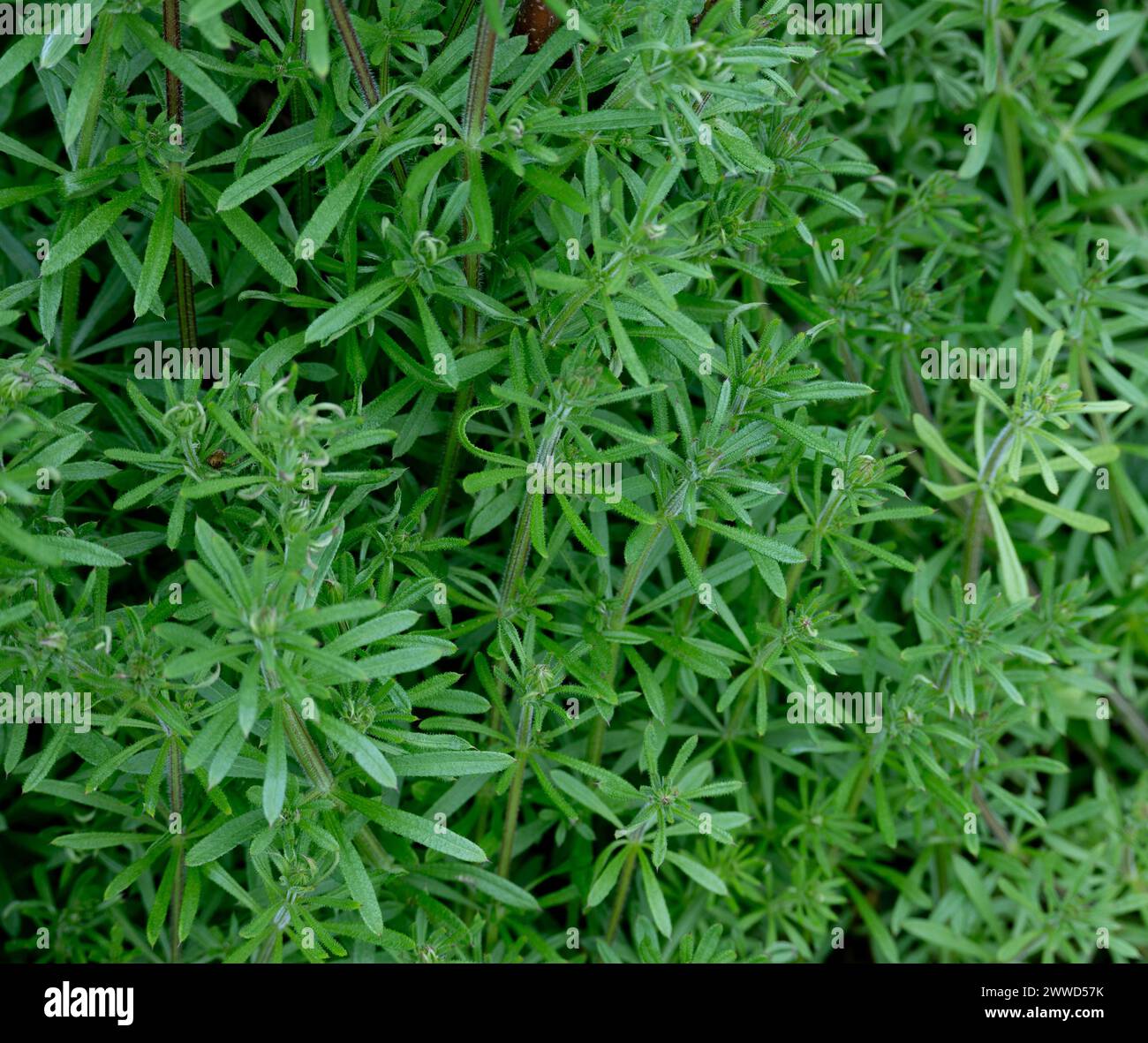 Common Cleavers, Galium aparine Stock Photo - Alamy