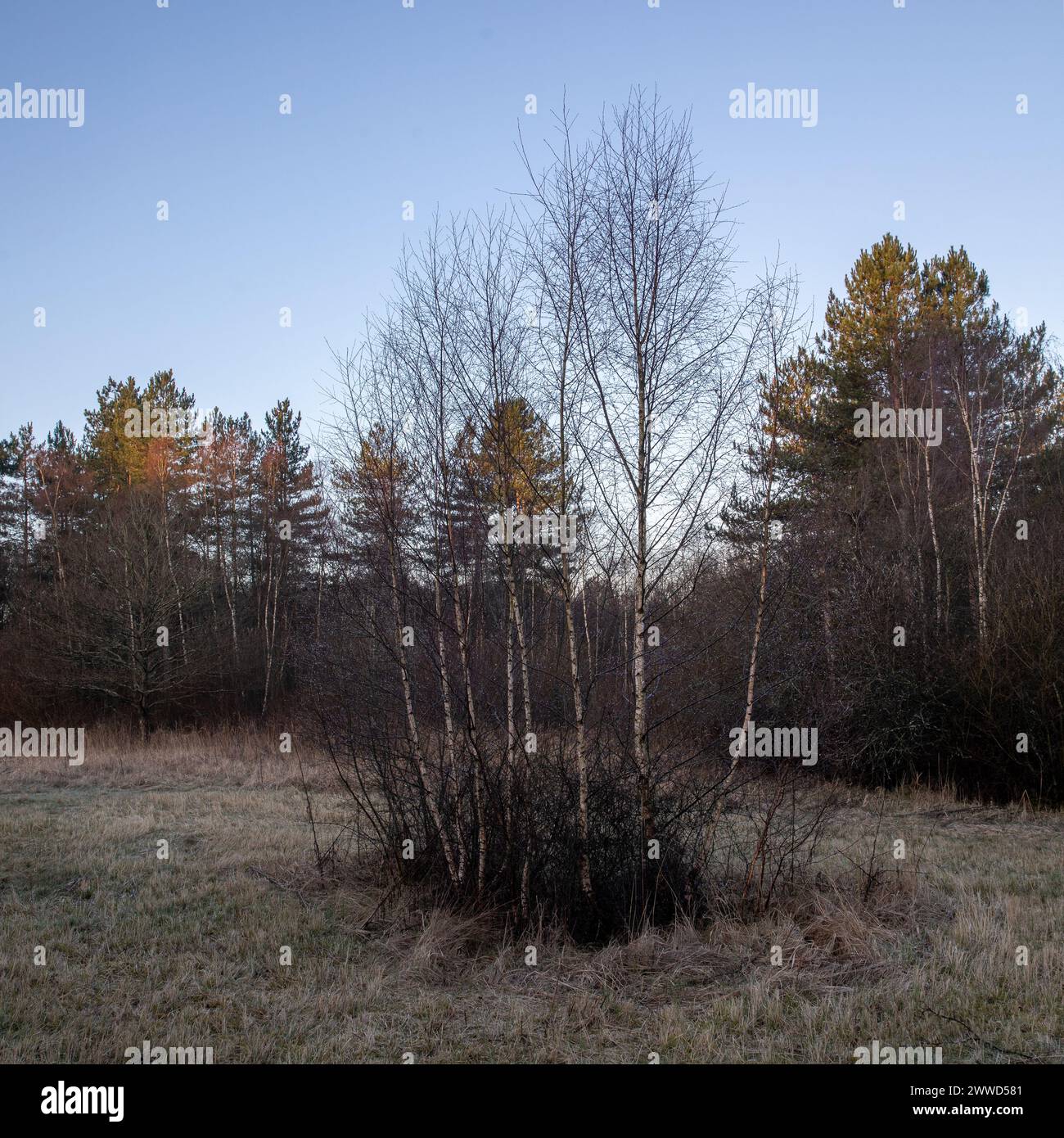 Young silver birch hi-res stock photography and images - Alamy