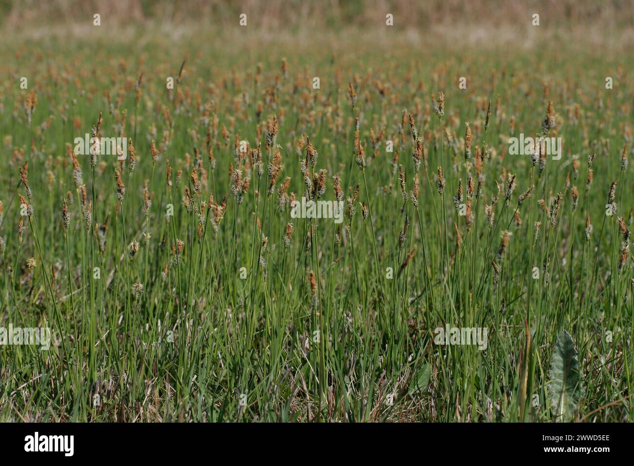 Downy-fruited Sedge, UK Stock Photo - Alamy