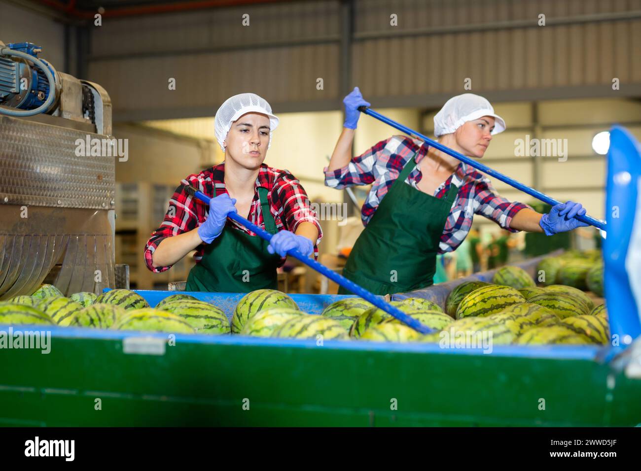 Female sorters working on watermelons sorting line in fruit processing ...