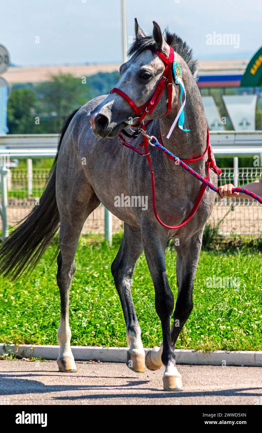 Portrait of a grey arabian horse Stock Photo - Alamy