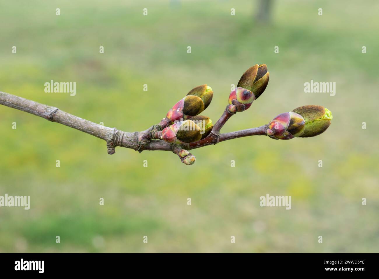 Close-up of maple tree buds in spring Stock Photo - Alamy