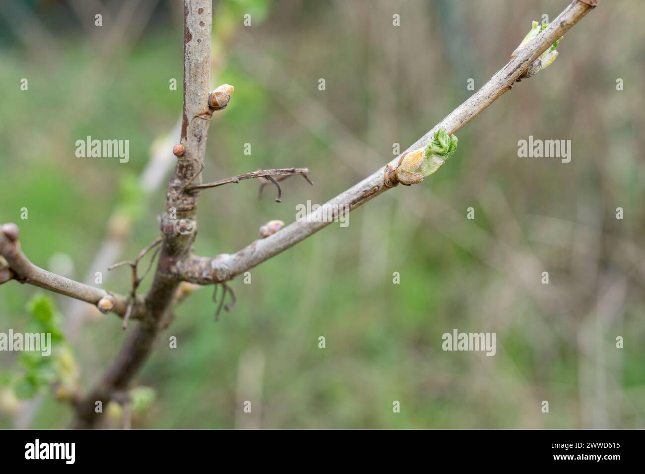Black currant plant hi-res stock photography and images - Alamy