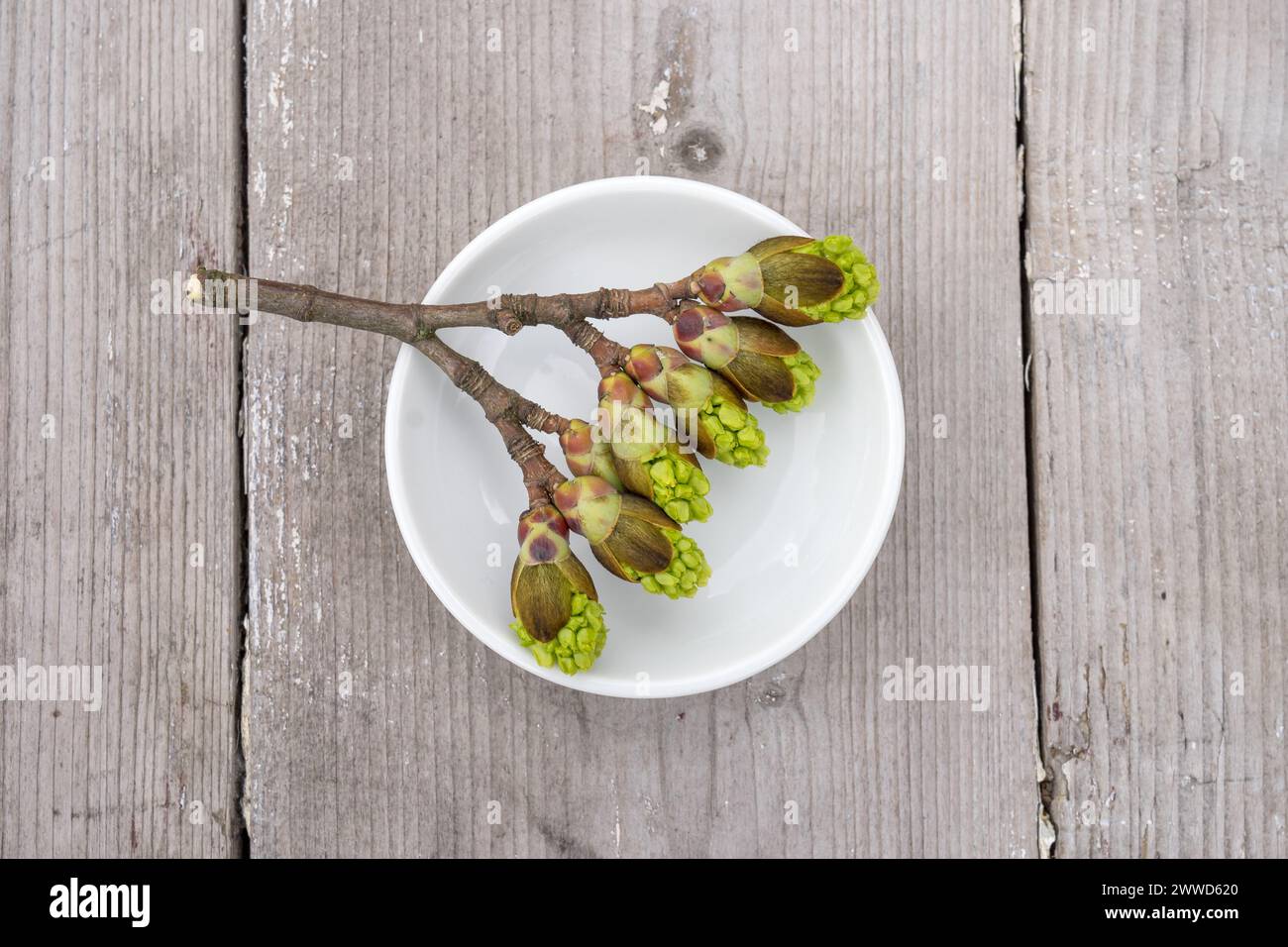 Close-up of maple tree buds in a white bowl Stock Photo - Alamy