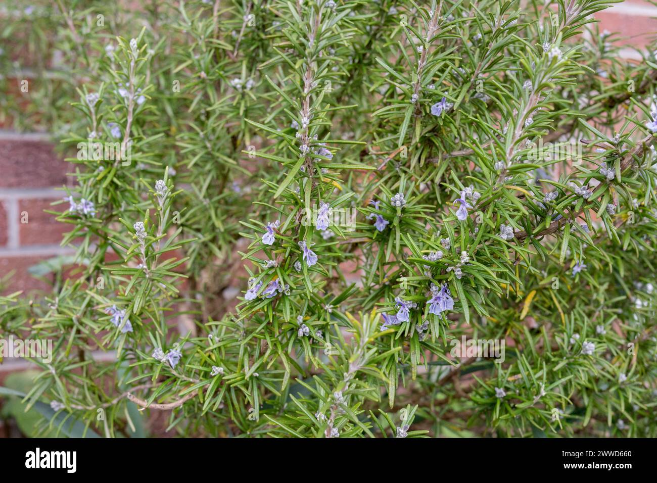 Detail of a rosemary bush with purple flowers Stock Photo - Alamy