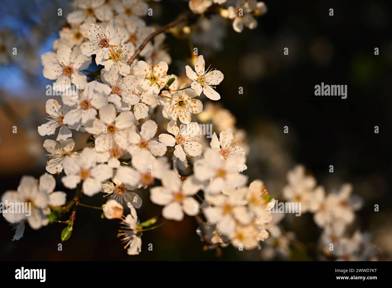 Flowering tree. Beautiful spring background with nature. Colorful ...