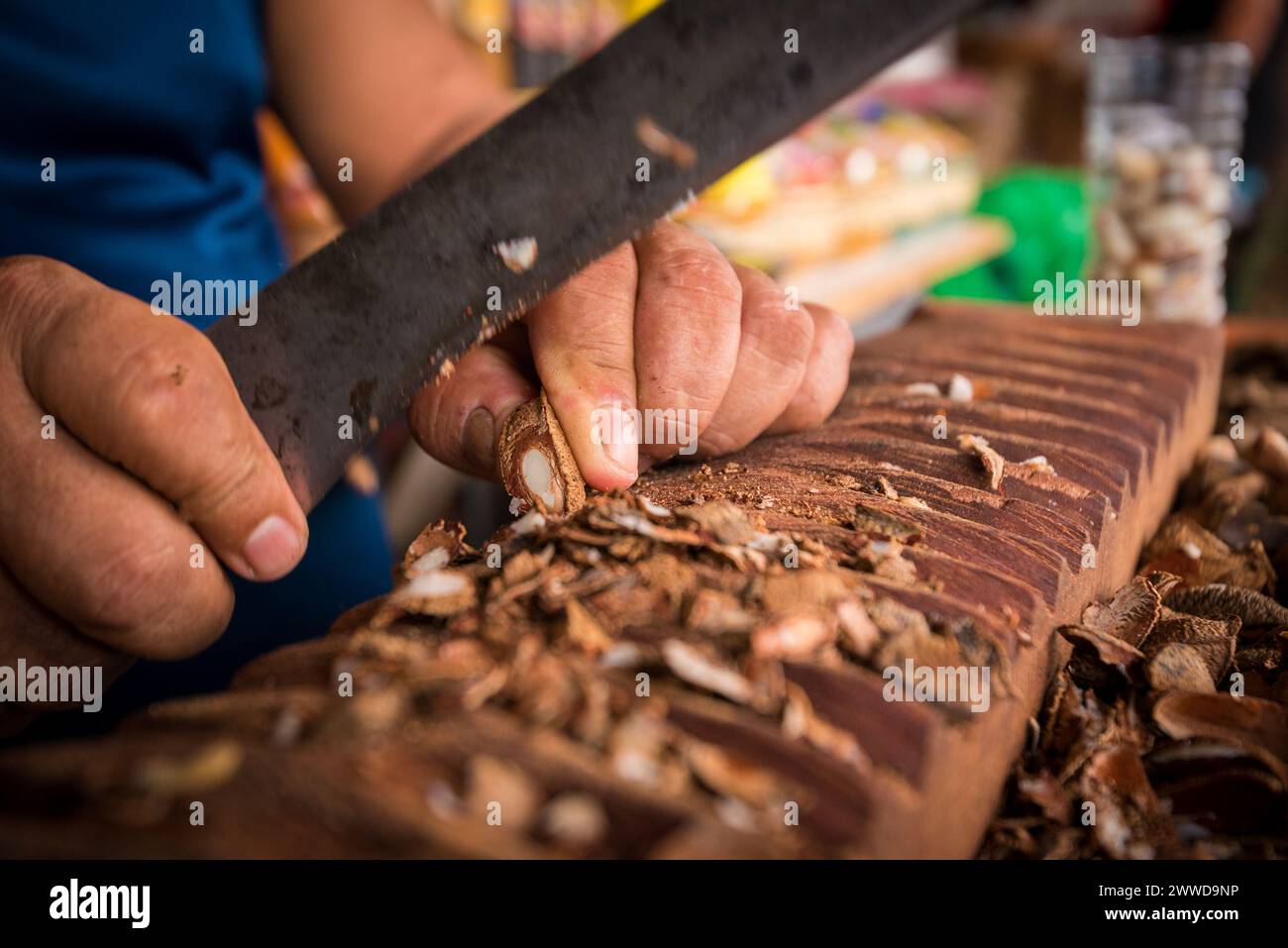 Man Manually Processing Brazilian Nuts From Para With Machete in Ver o ...
