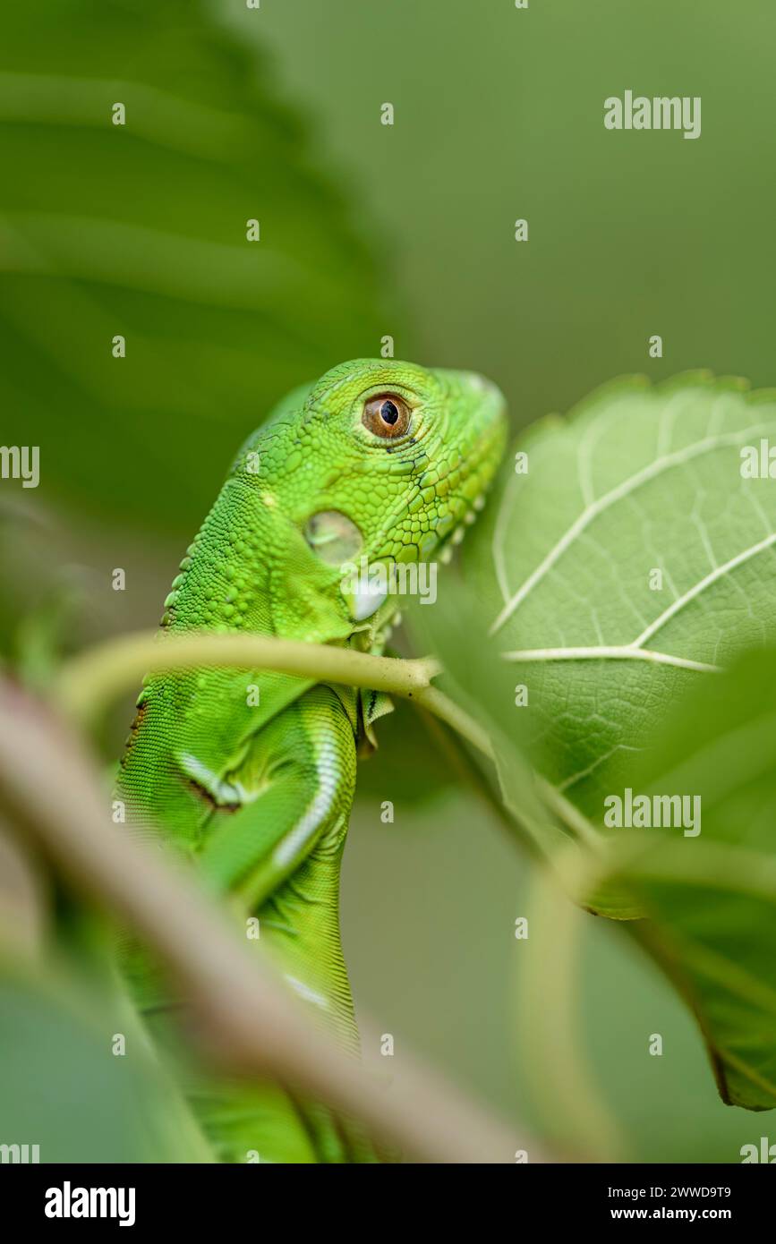 Iguana cub in close-up with green background. South American and ...