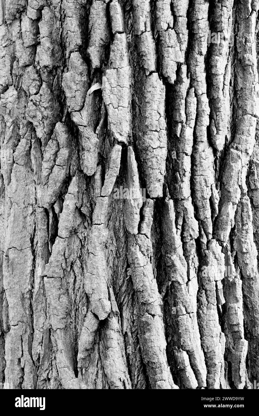 Black and white photo of tree bark close up filling the frame Stock ...