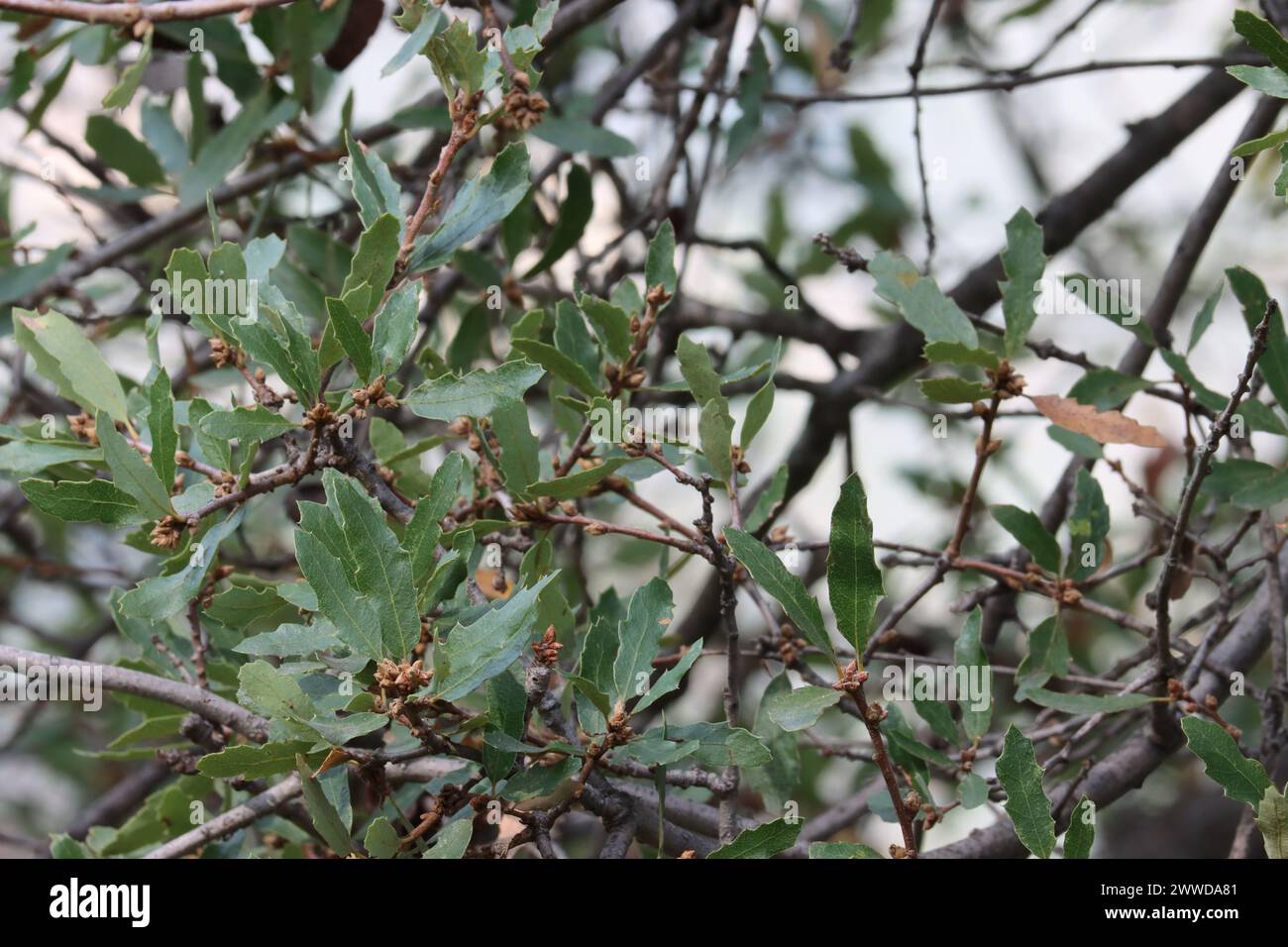 Quercus Berberidifolia, a native arborescent shrub displaying simple ...