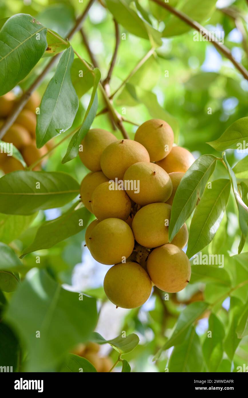 Brazilian fruit hi-res stock photography and images - Alamy