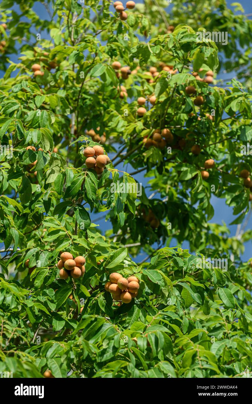 Brazilian fruit hi-res stock photography and images - Alamy