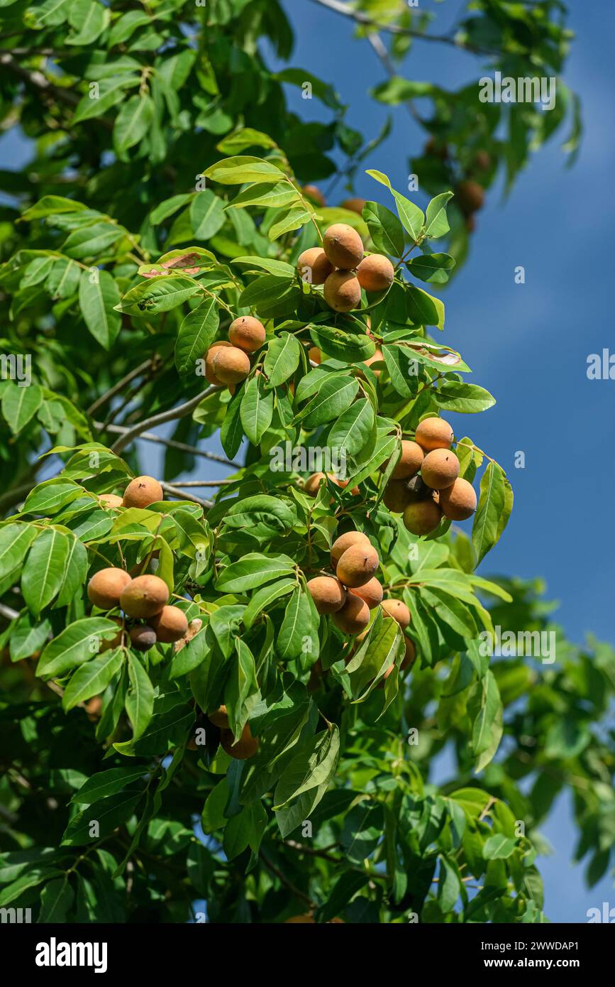 Pitomba plantation hi-res stock photography and images - Alamy