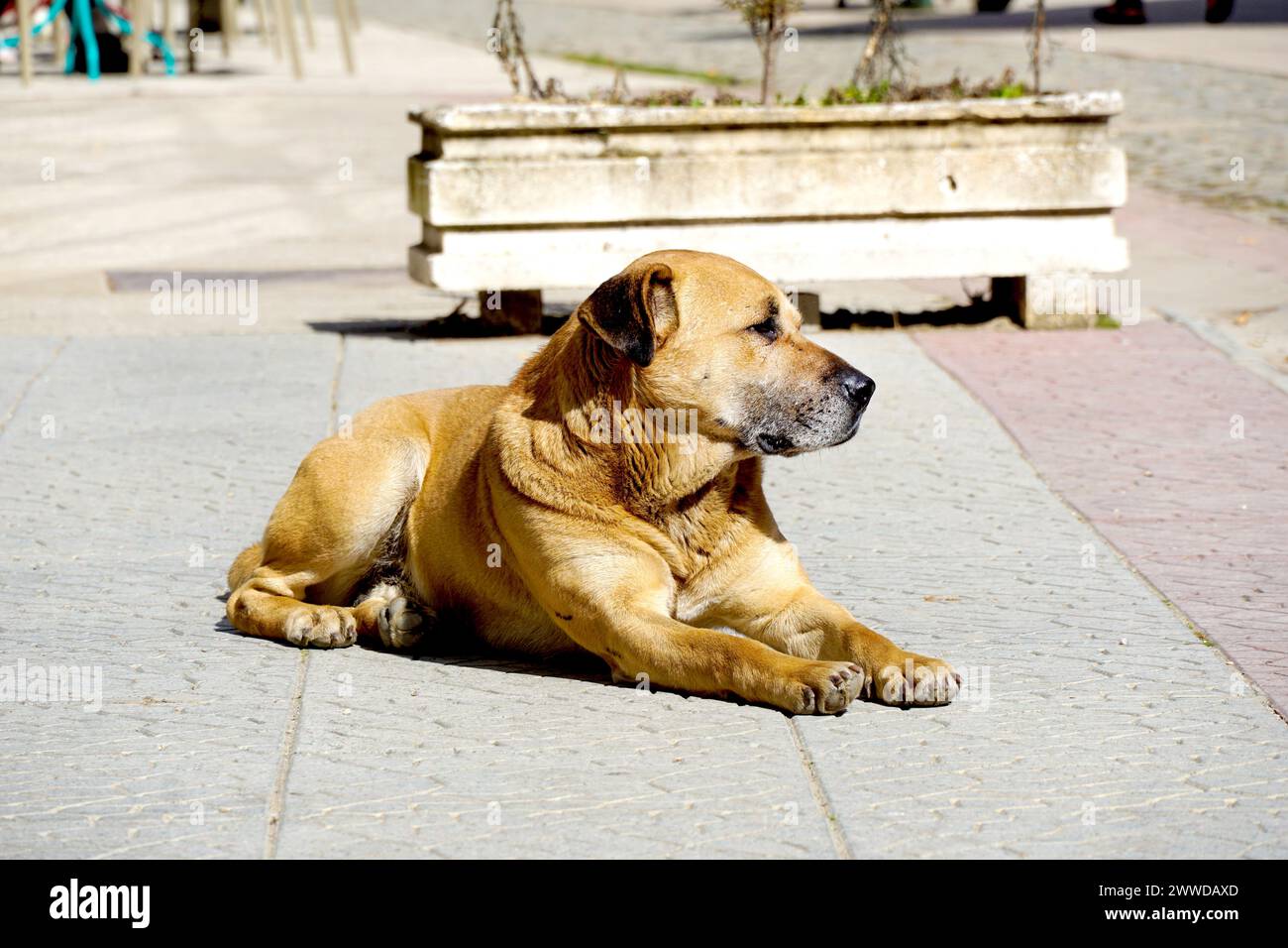 Stray dogs on street hi-res stock photography and images - Alamy