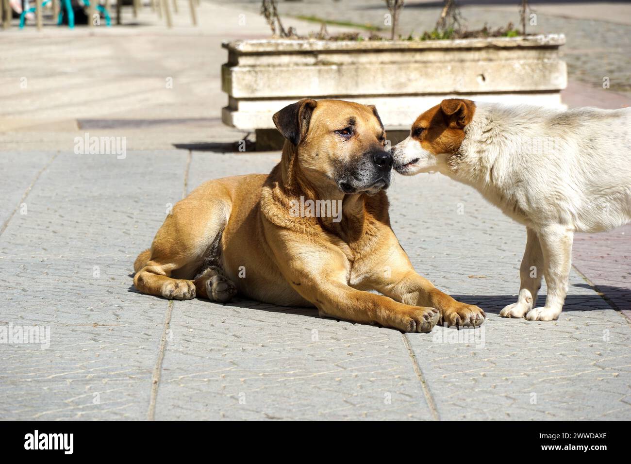 Stray dogs on street makes Stock Photo - Alamy