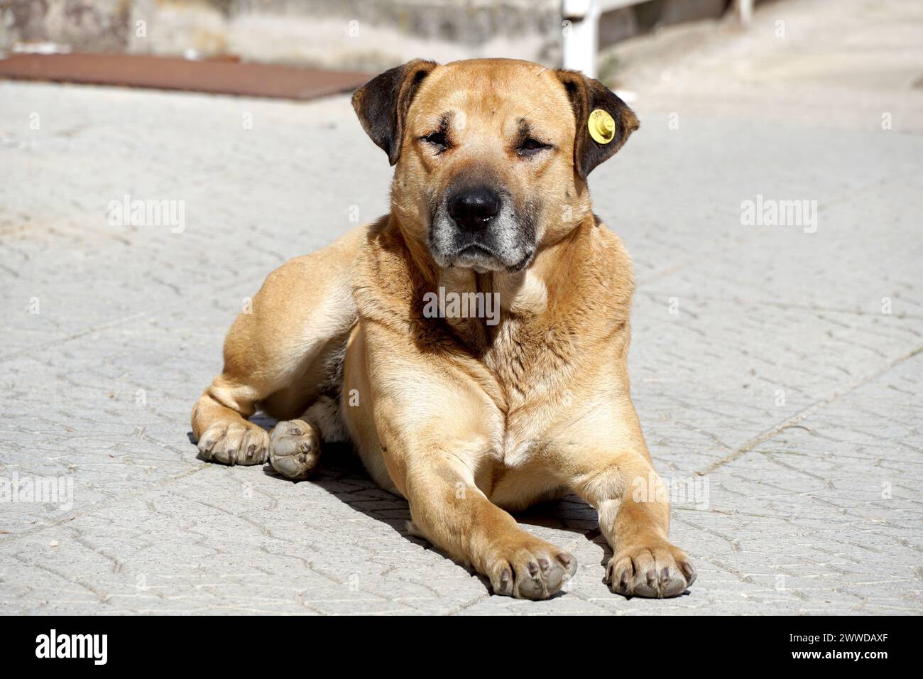 Old stray dog sitting on hi-res stock photography and images - Alamy
