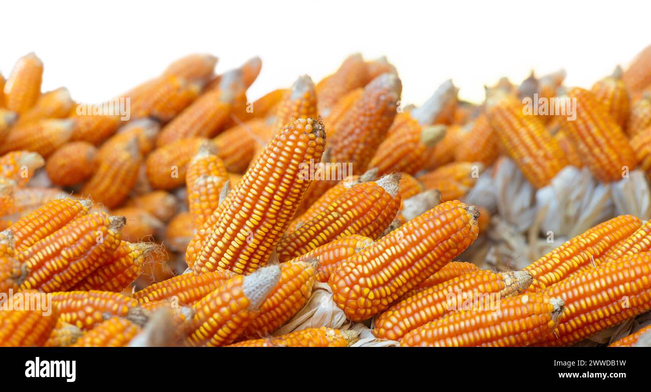 Lot of dry orange ripe sweet corn agricultural background Stock Photo ...