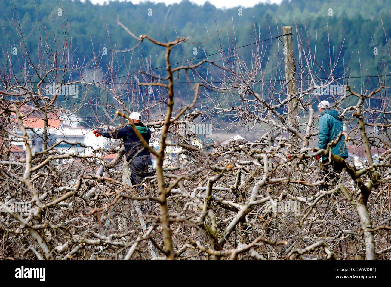 Winter pruning of apple tree agriculture concept . pruners with ...