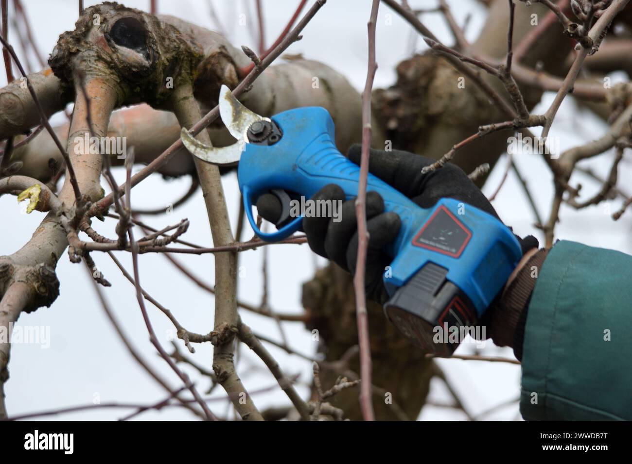 Winter pruning of apple tree agriculture concept . pruners with ...