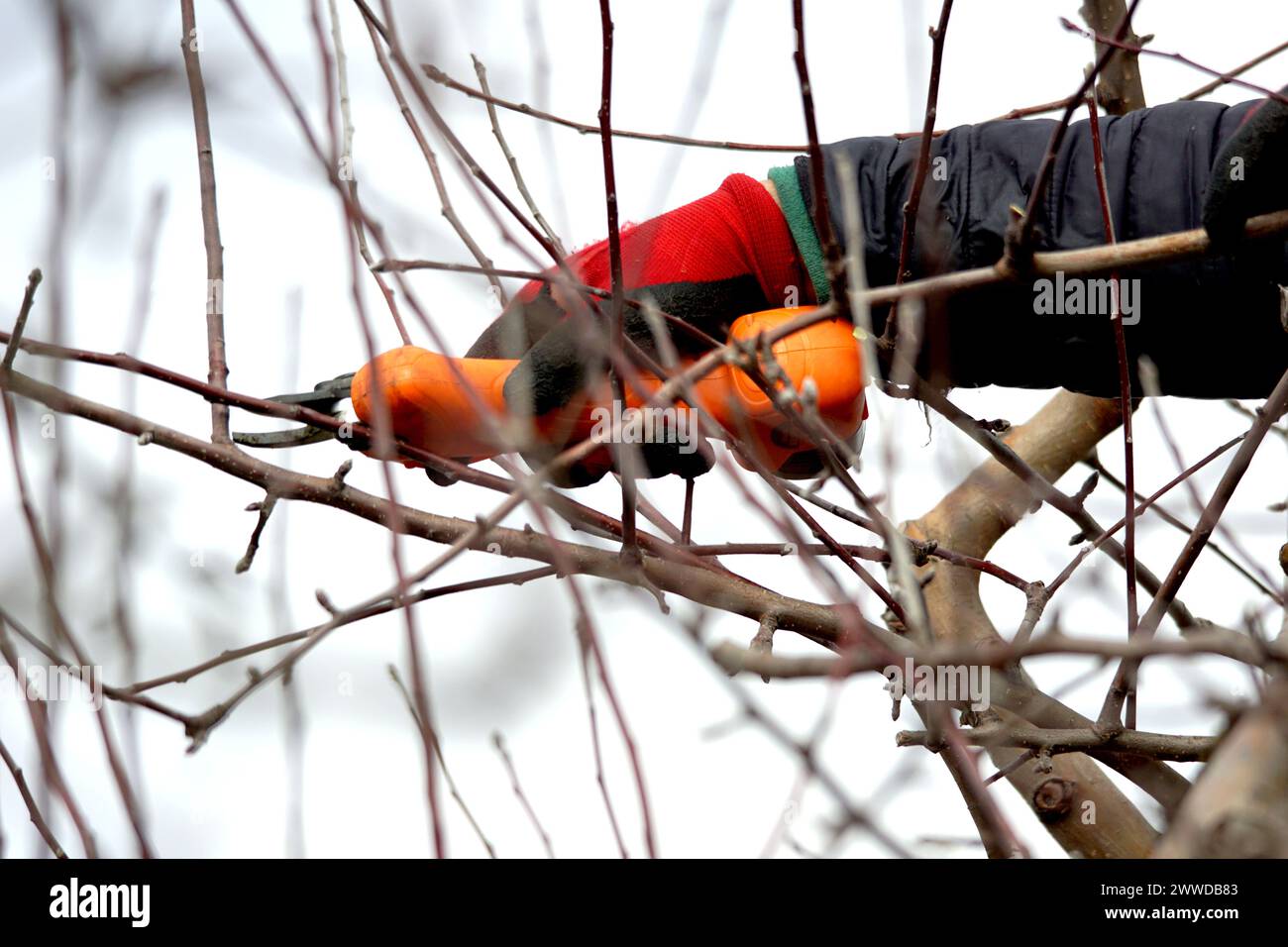 Winter pruning of apple tree agriculture concept . pruners with ...