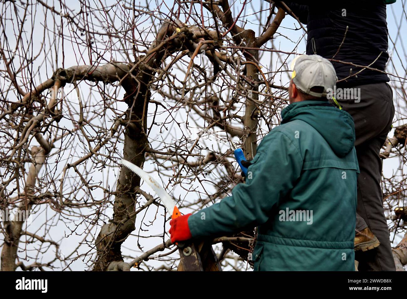 Winter pruning of apple tree agriculture concept . pruners with ...