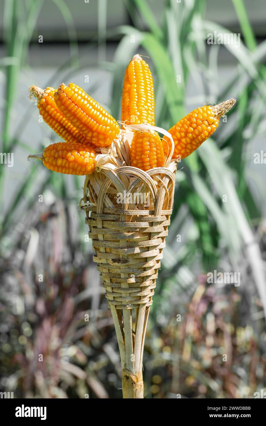 Bunch of ear of ripe sweet corn in rack stand basket agricultural Stock ...