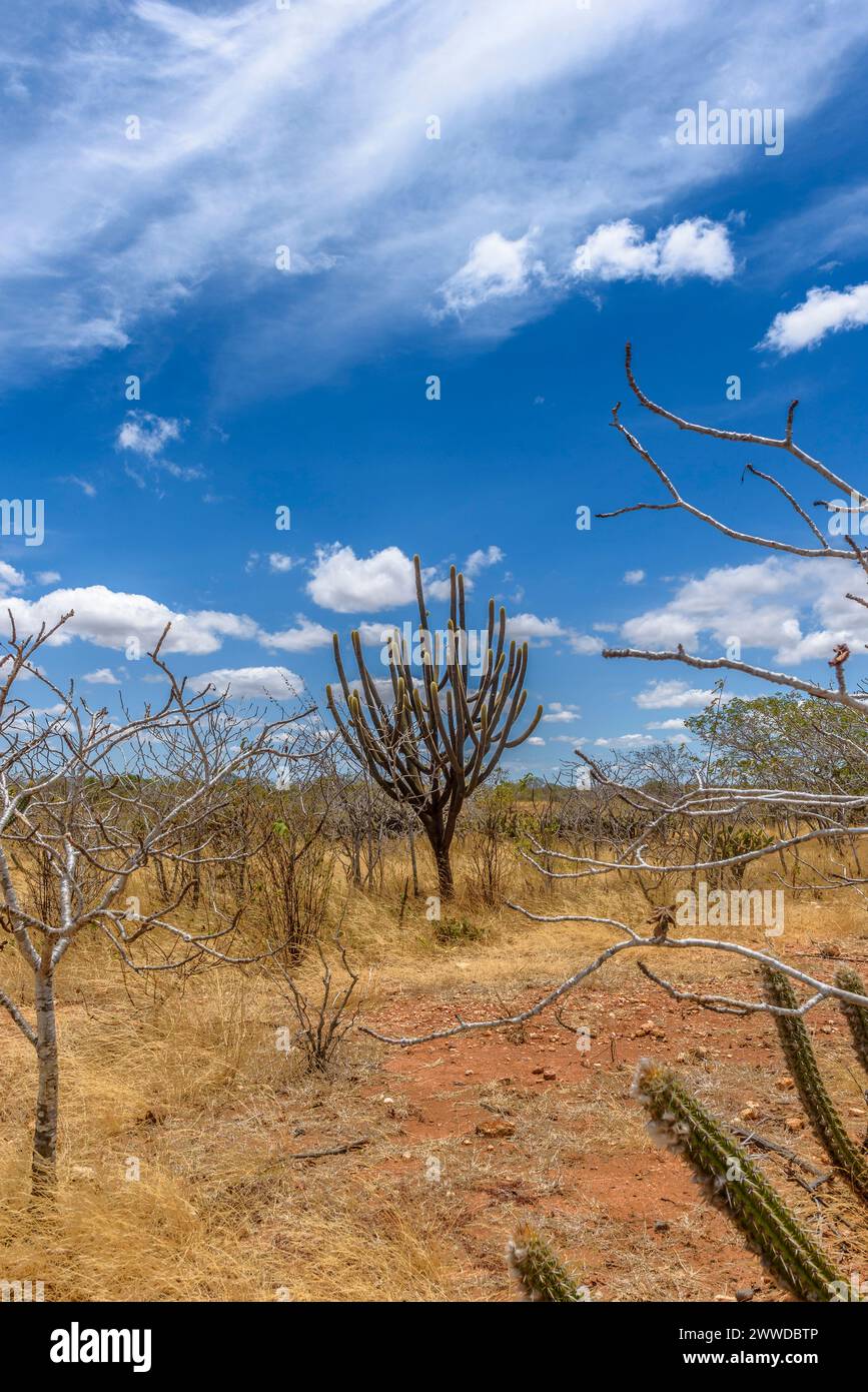 Brazilian biome Caatinga, typical vegetation with xique-xique cactus in ...