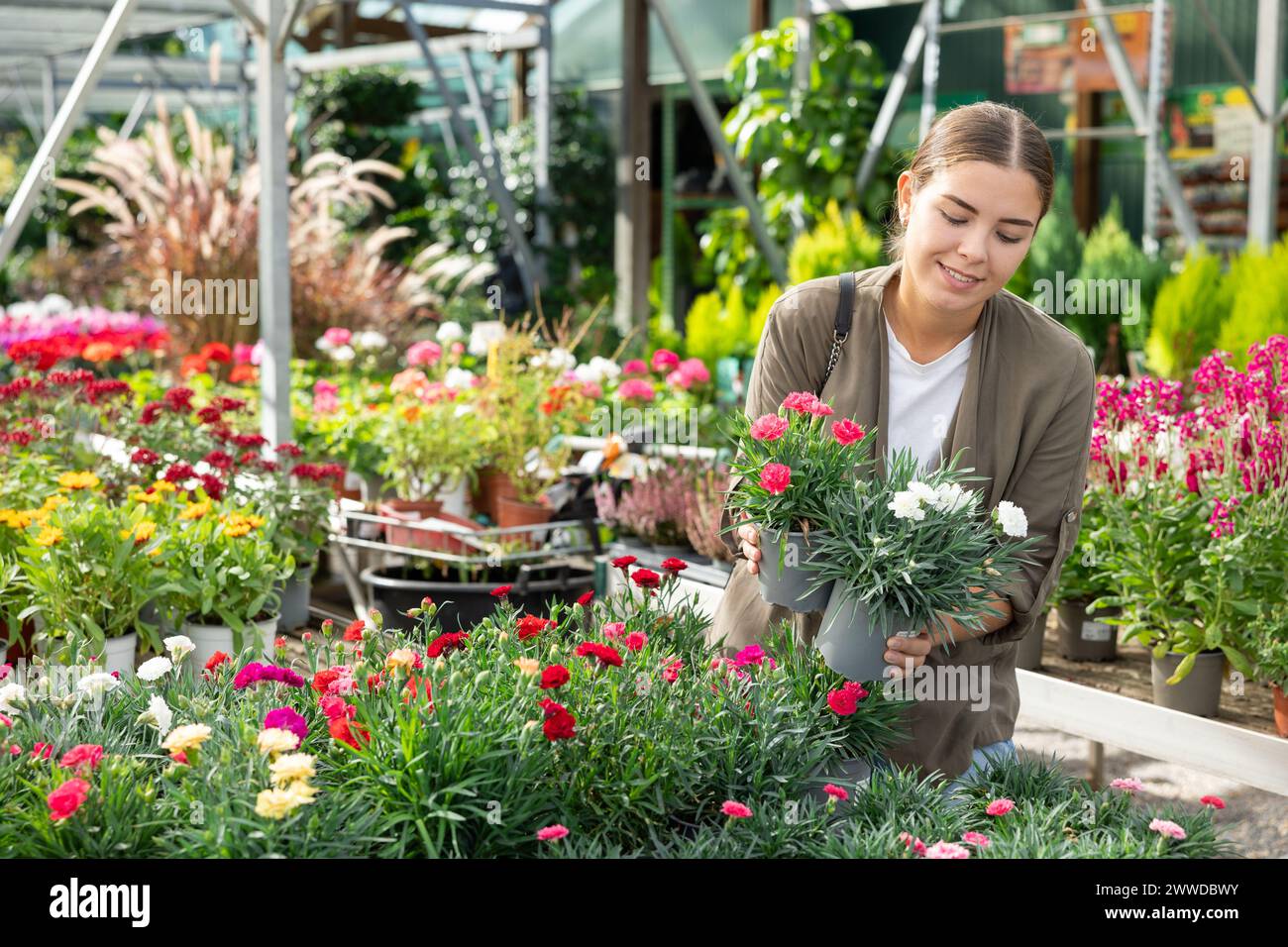American garden carnations hi-res stock photography and images - Alamy