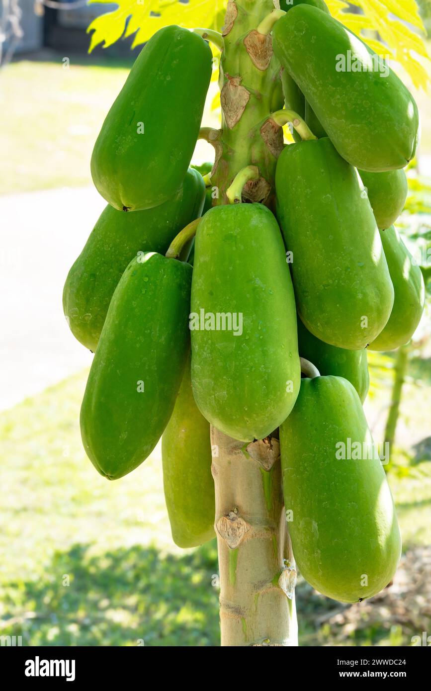 Greenish papaya tree with almost ripe papayas Thailand outdoor Stock ...